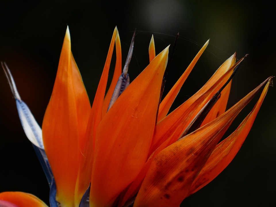 Bird Of Paradise Flower - Free photo on Pixabay - Pixabay