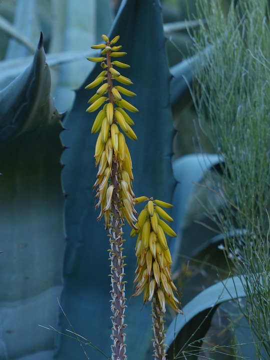 Aloe Real Flor Planta - Foto gratis en Pixabay