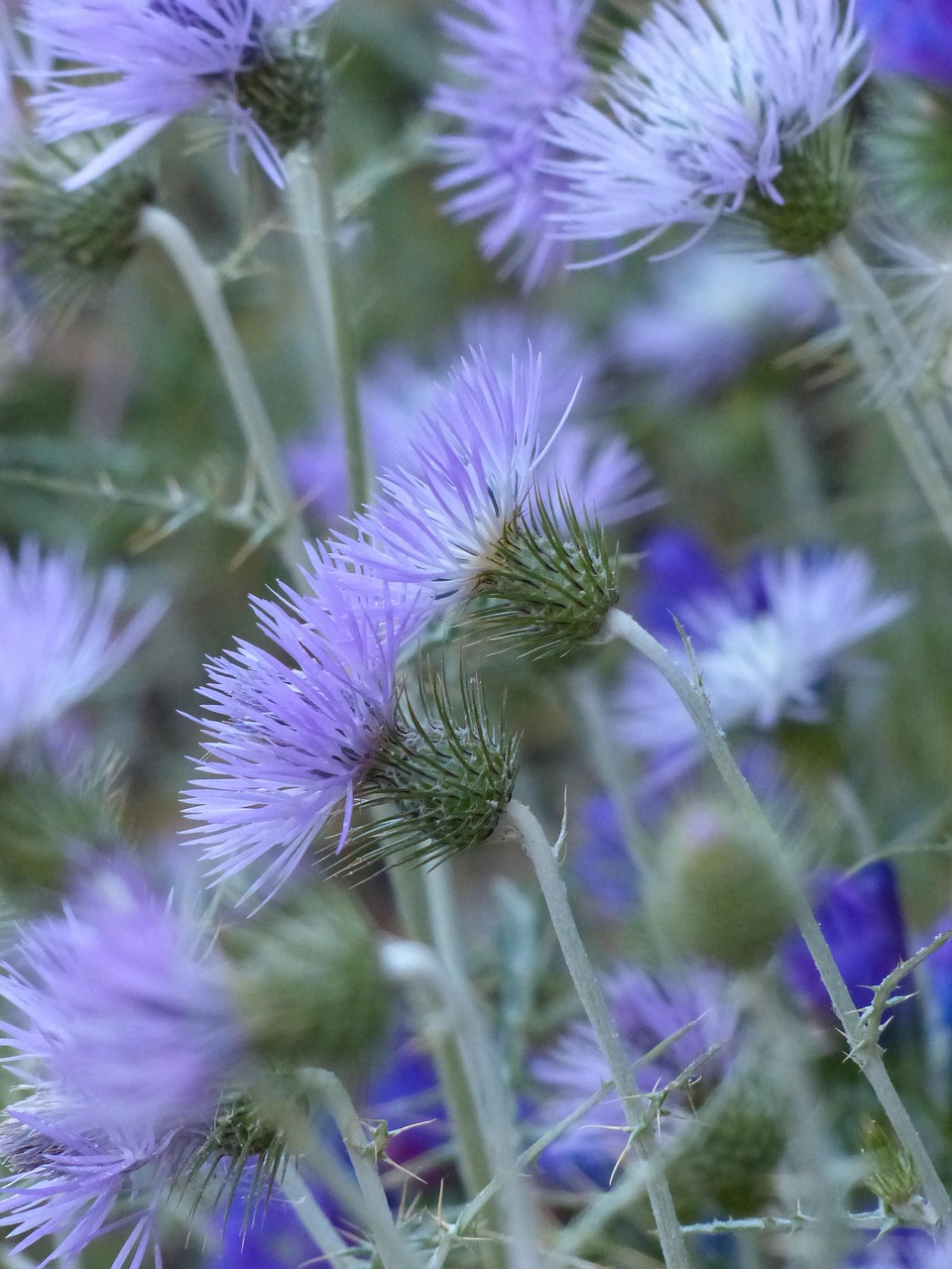 Claw Thistle Blossom - Free photo on Pixabay