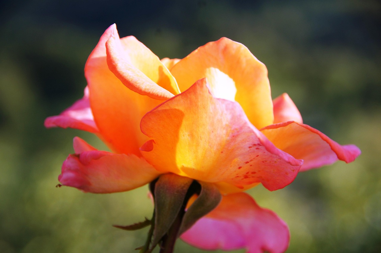 Rose Fleur Floraison Le - Photo gratuite sur Pixabay - Pixabay