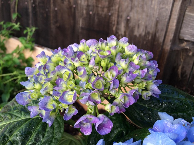 Hydrangea Ungu Bloom - Foto gratis di Pixabay - Pixabay