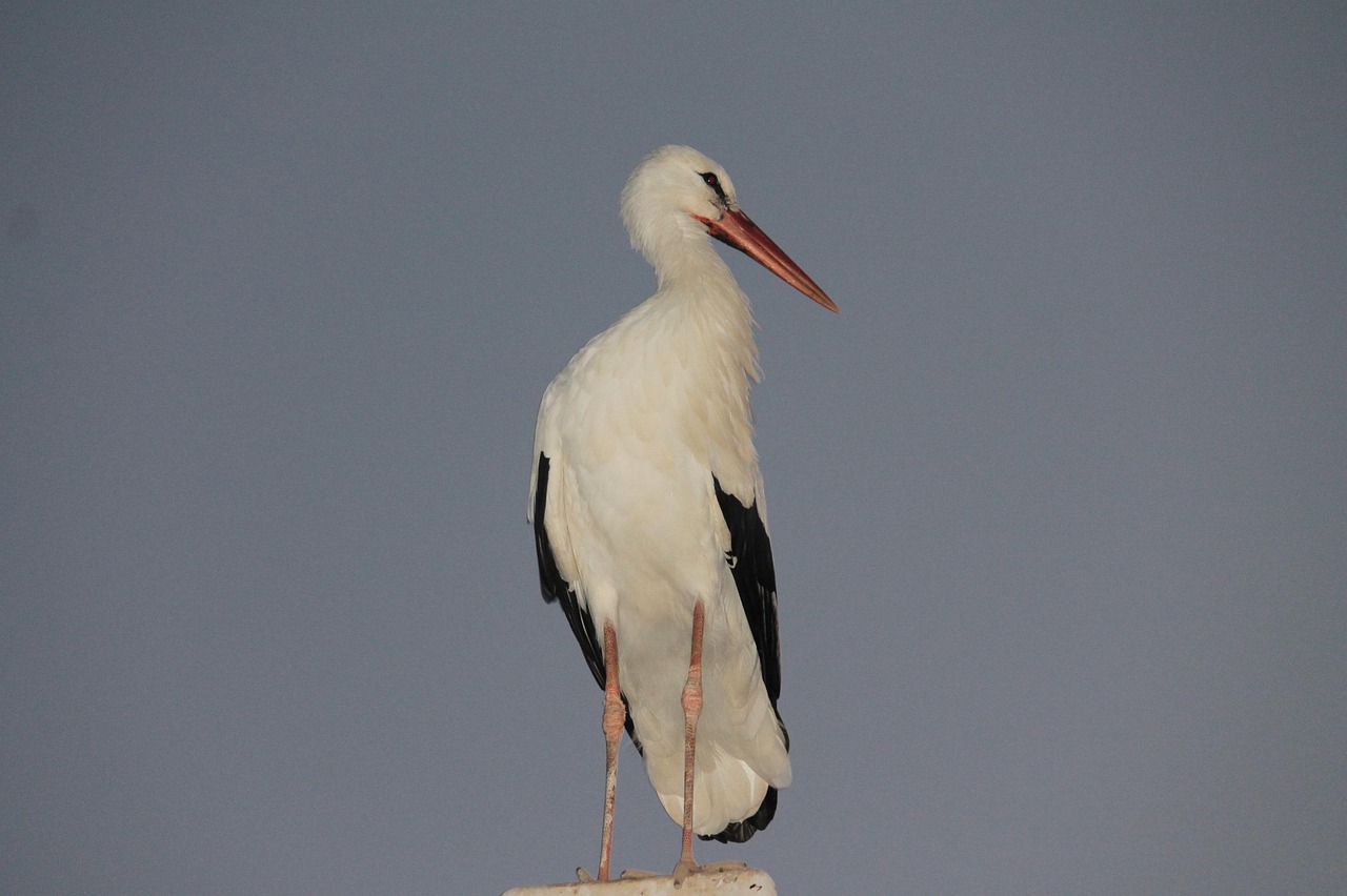 Stork Bird - Free photo on Pixabay - Pixabay