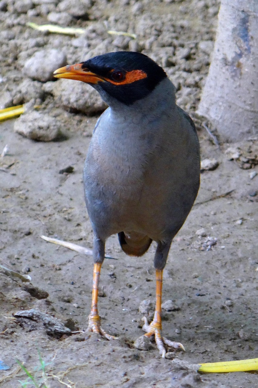 Bank Myna Acridotheres Ginginianus - Free photo on Pixabay - Pixabay