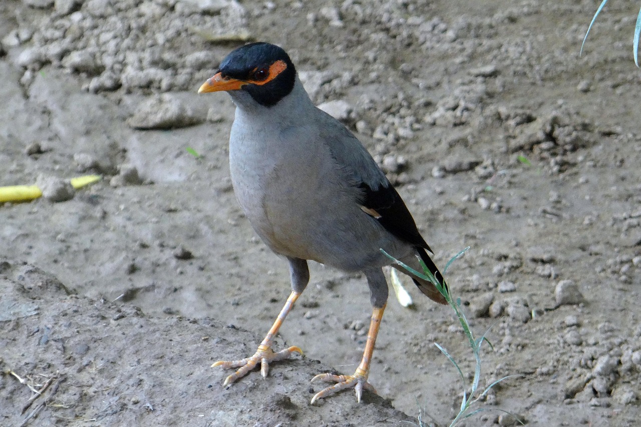 Banque Myna Passereau Acridotheres - Photo gratuite sur Pixabay - Pixabay
