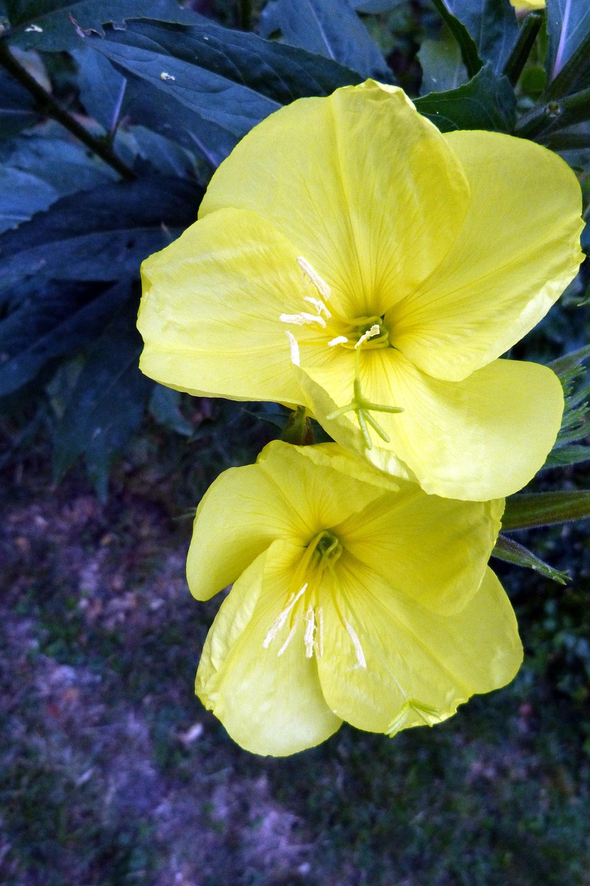 20+ Free Common Primrose & Evening Primrose Photos - Pixabay