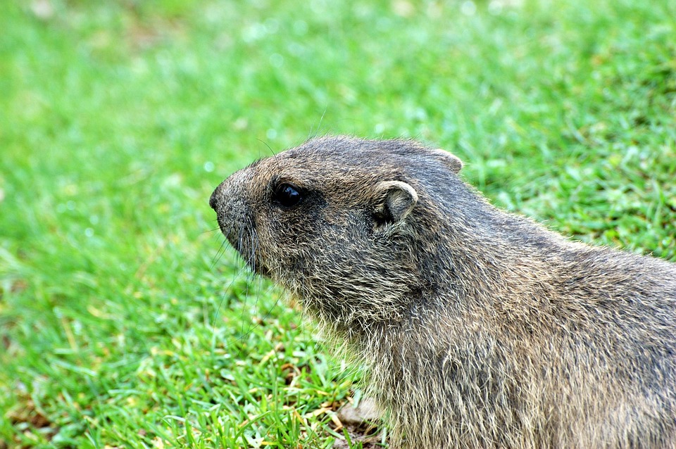 Marmot Meadow Alpine - Free photo on Pixabay