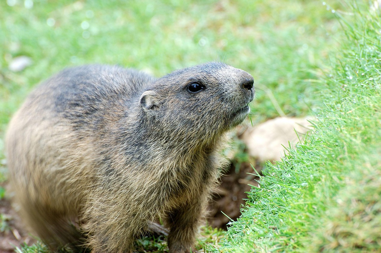 Marmota Prado Alpina - Foto gratis en Pixabay - Pixabay