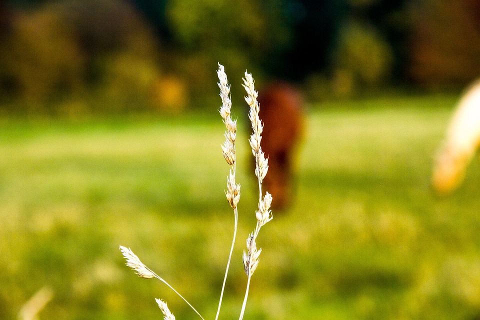 Blade Of Grass Meadow Nature - Free photo on Pixabay - Pixabay