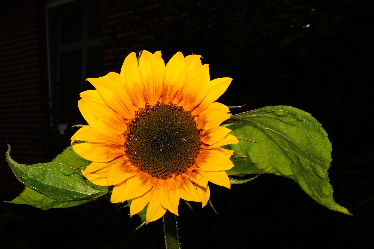 Girasol Flor Amarillo - Foto gratis en Pixabay - Pixabay