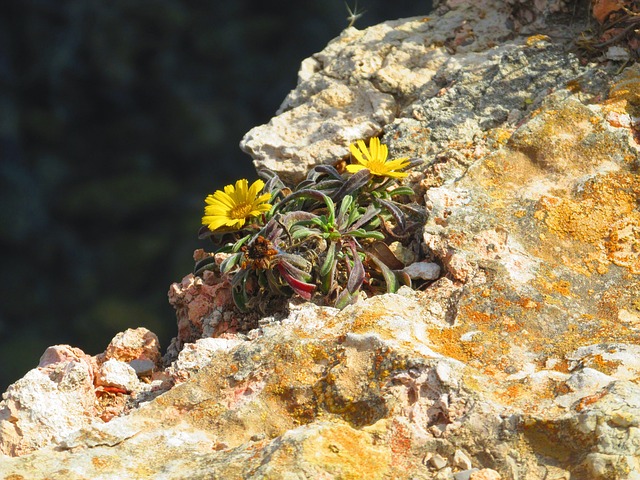 Flor Pendiente De Roca - Foto gratis en Pixabay - Pixabay
