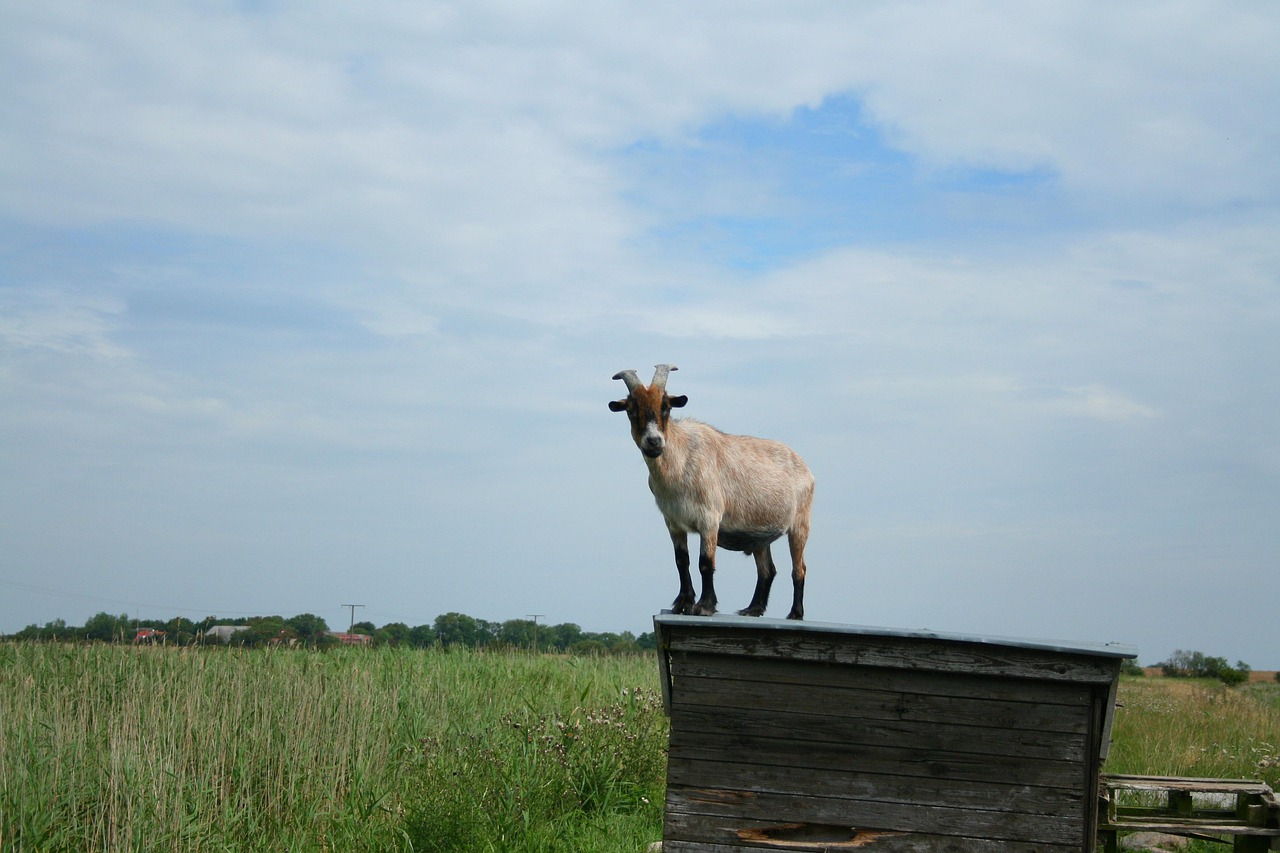 Ziege Tier Lustig - Kostenloses Foto auf Pixabay - Pixabay