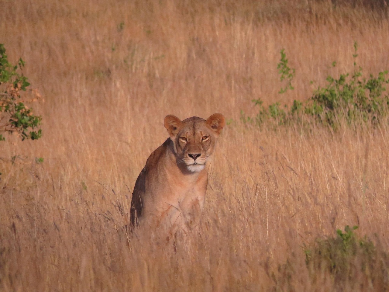 Lioness Savannah Africa - Free photo on Pixabay