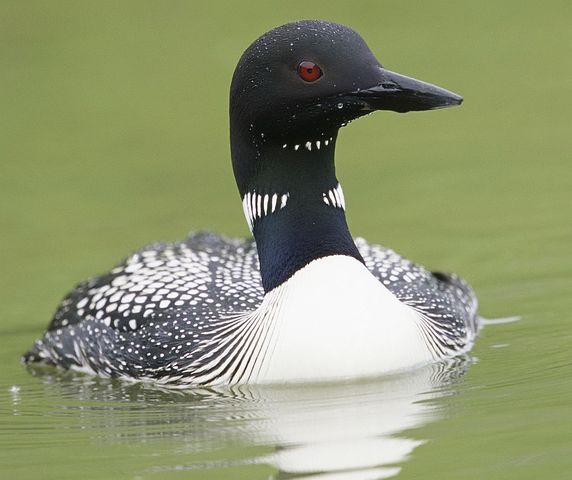 40+ Free Loon & Bird Images - Pixabay