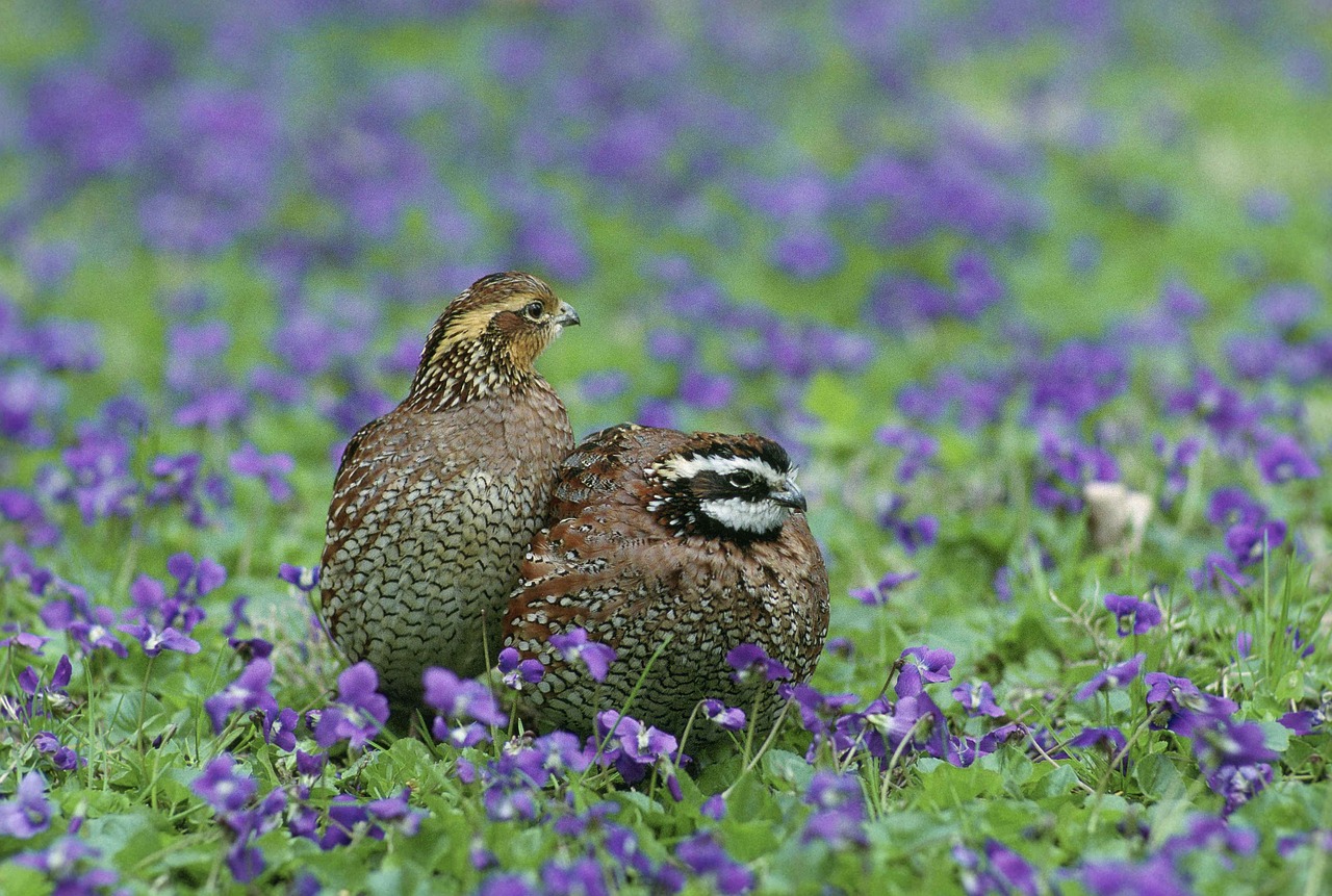 Virginianus Colinus Bobwhite - Free photo on Pixabay - Pixabay