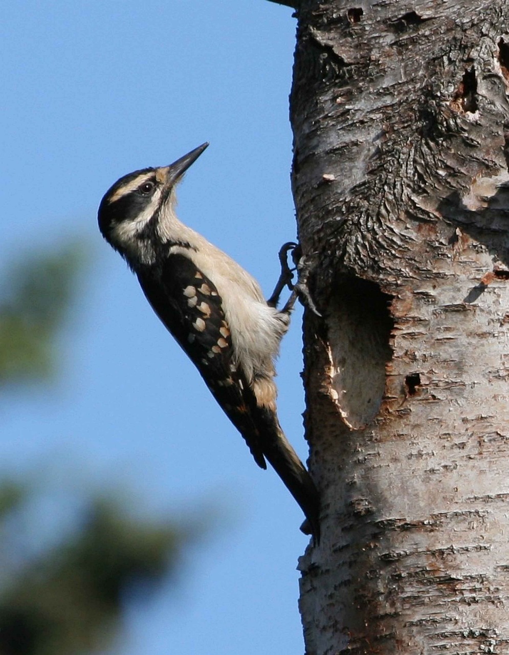 Villosus Picoides Peludo - Foto gratis en Pixabay - Pixabay