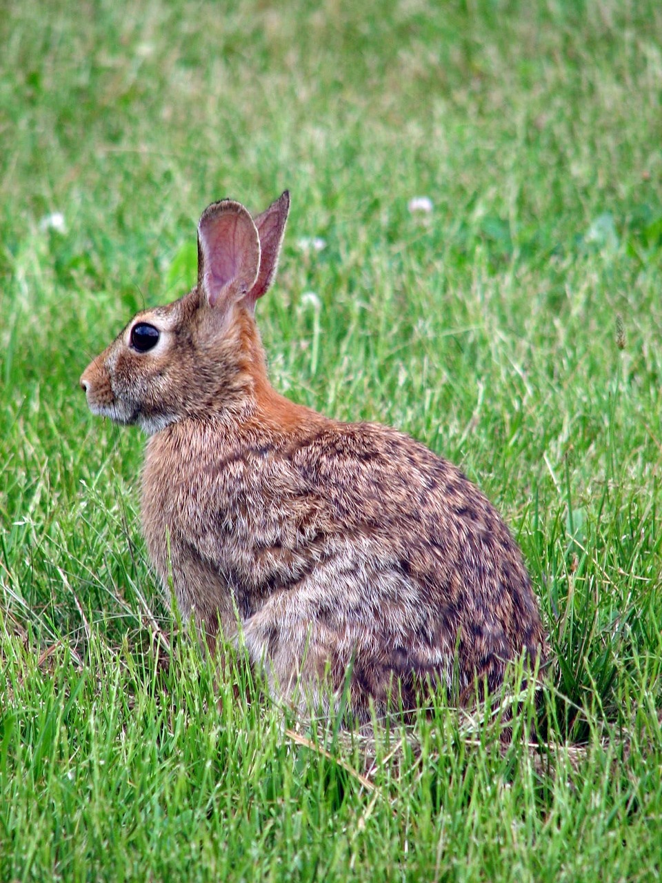 Floridanus Sylvilagus Animal - Free photo on Pixabay - Pixabay