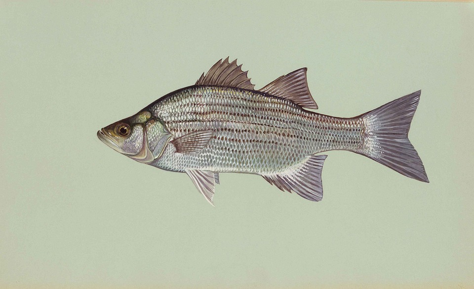 Fish White Chrysops - Free photo on Pixabay - Pixabay