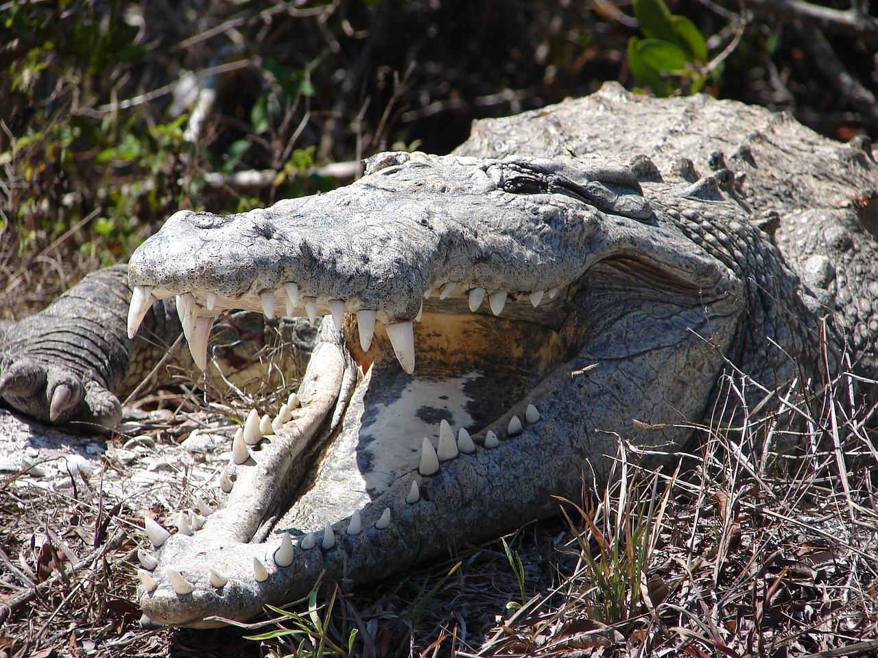 Head Crocodile Crocodiles - Free photo on Pixabay - Pixabay
