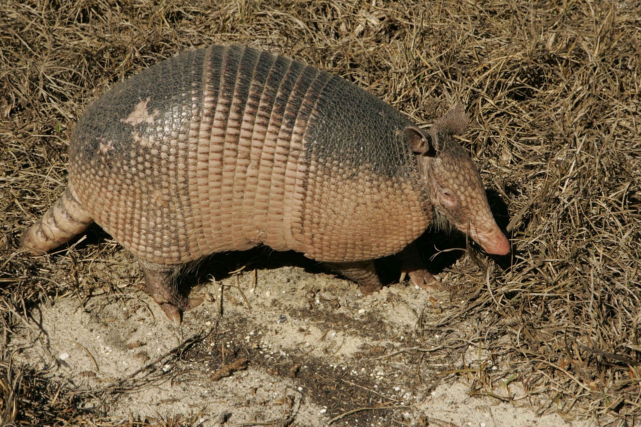 70+ Free Armadillo & Nature Images - Pixabay