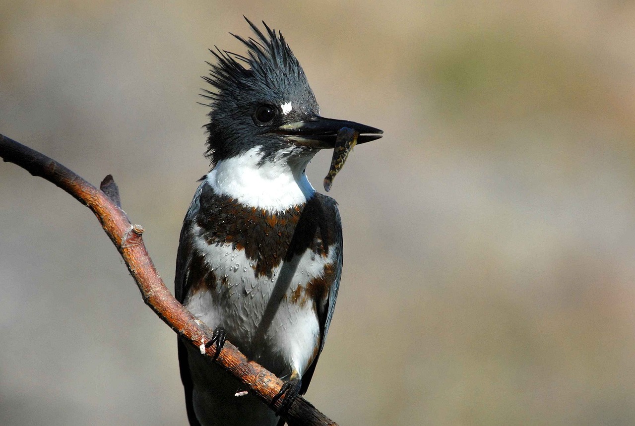 Female Juvenile Bird - Free photo on Pixabay