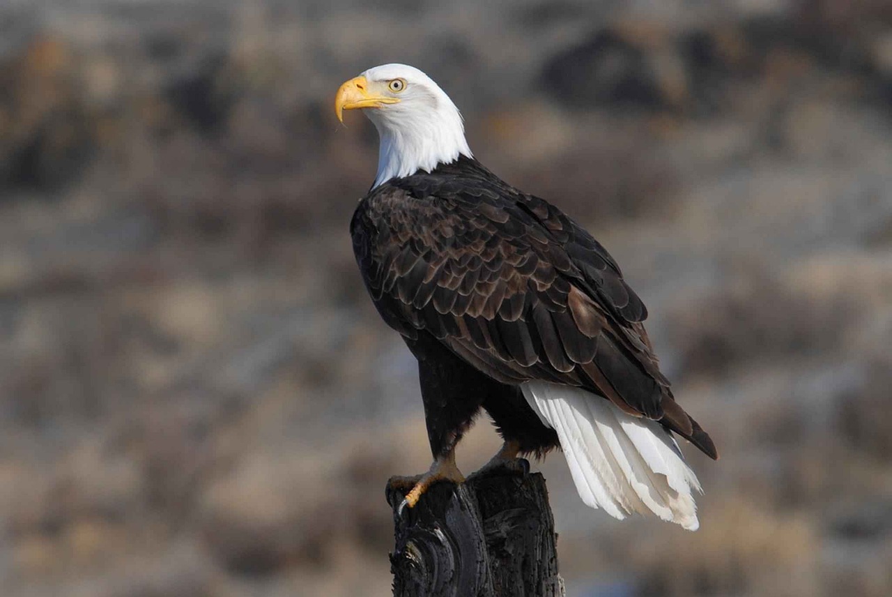 Adult Bald Eagle - Free photo on Pixabay - Pixabay