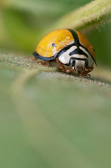Ladybug Insect Macro - Free photo on Pixabay - Pixabay