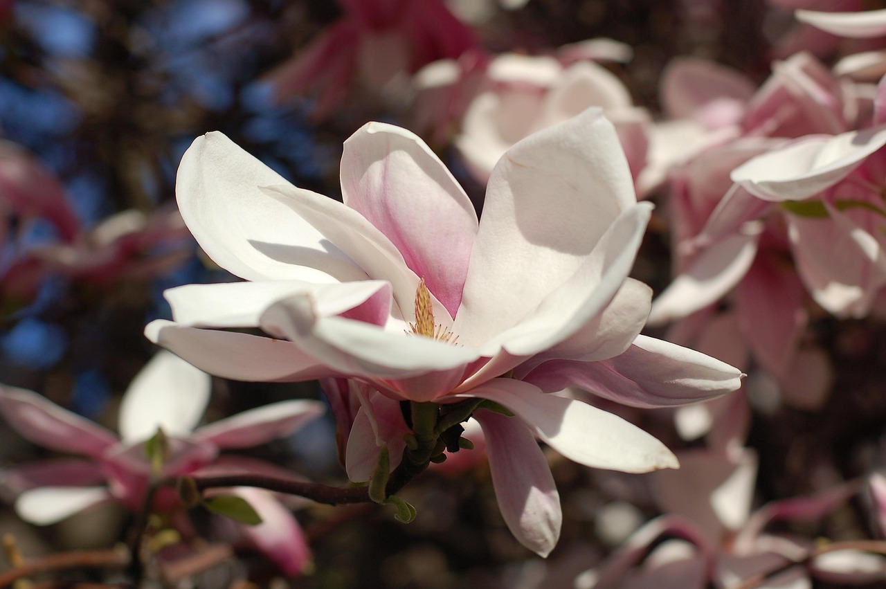 Magnolia Flor Rosado - Foto gratis en Pixabay - Pixabay