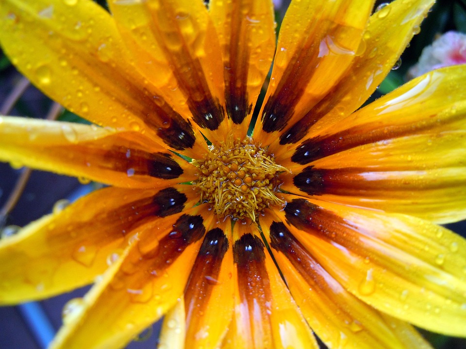 Midday Flower Blossom Bloom Close - Free photo on Pixabay - Pixabay