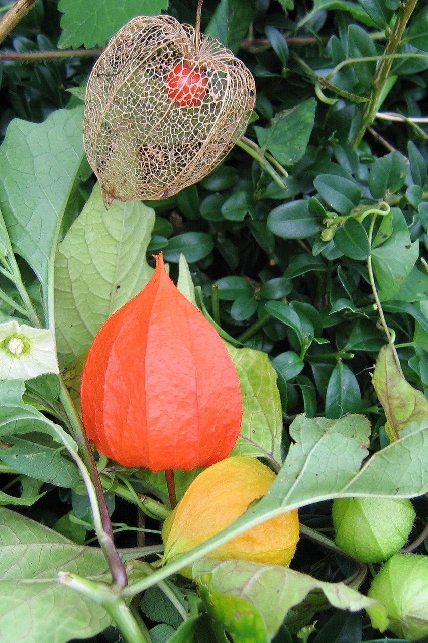 Flor De Lampion Physalis Alkekengi - Foto gratis en Pixabay