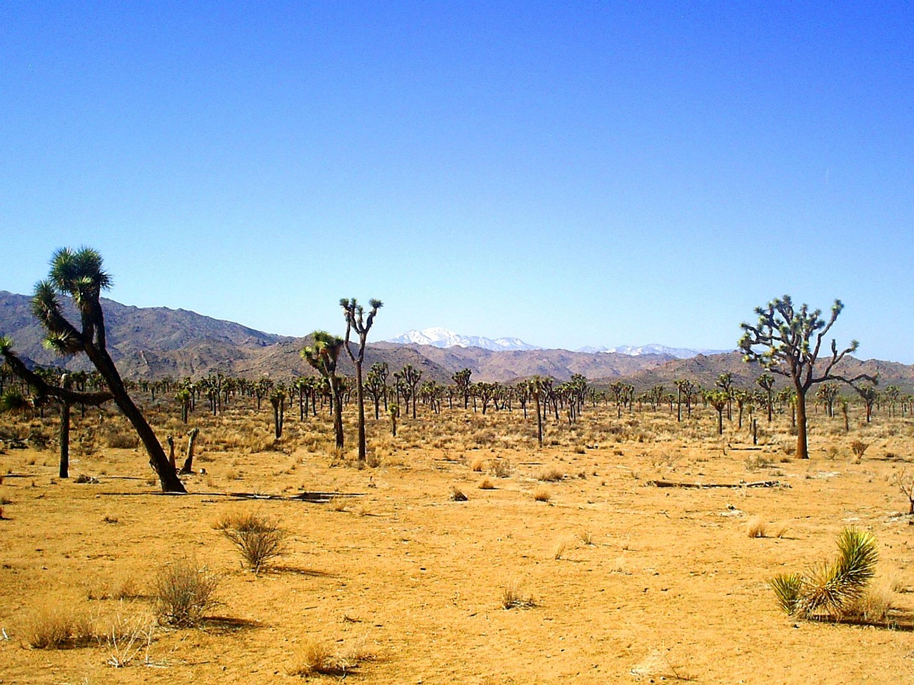 Joshua Tree National Park Nature - Free photo on Pixabay