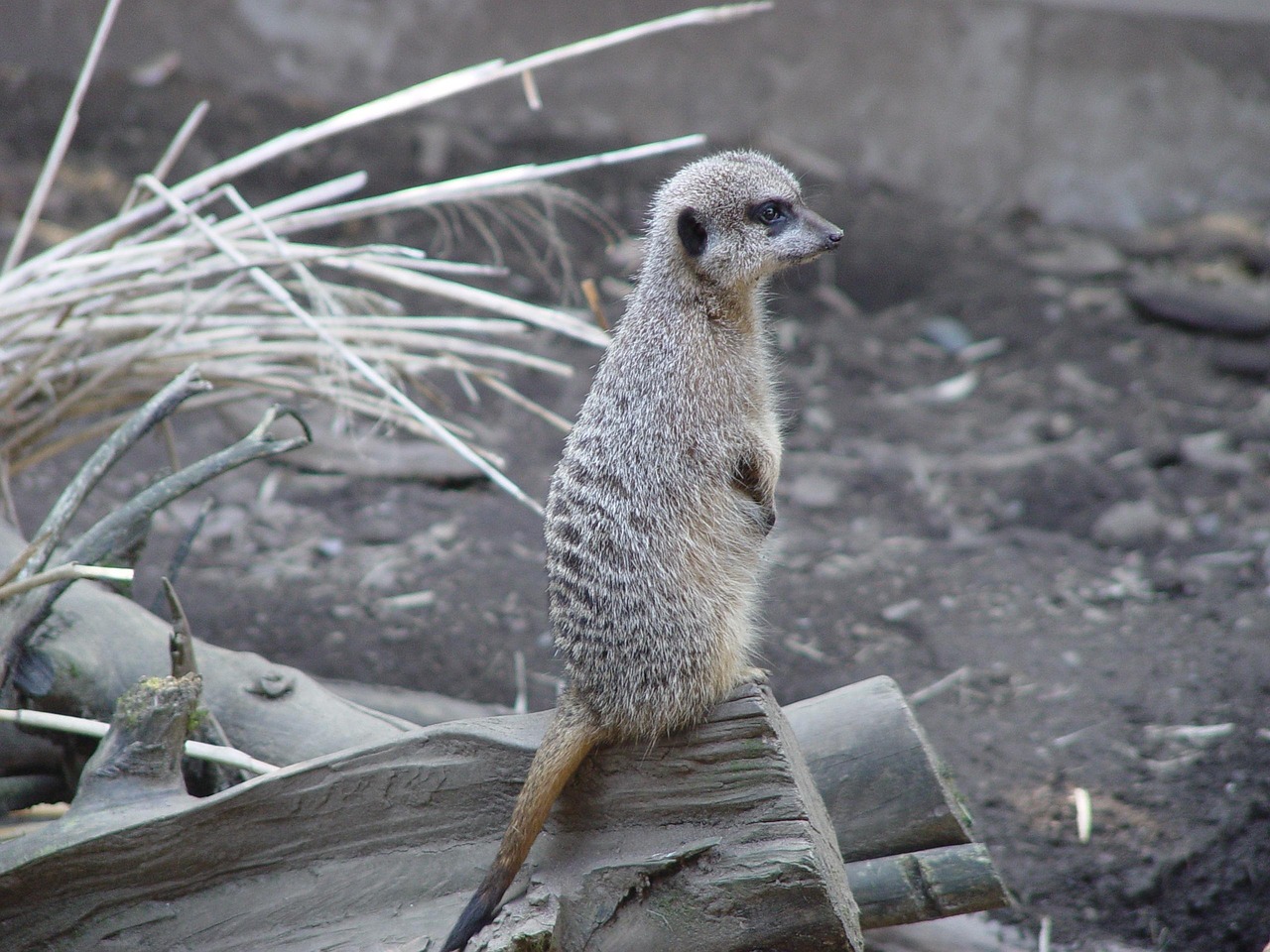 Suricata Animal Linda Fauna - Foto gratis en Pixabay - Pixabay