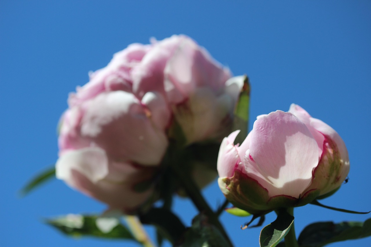 Common Peony Peonies - Free photo on Pixabay - Pixabay