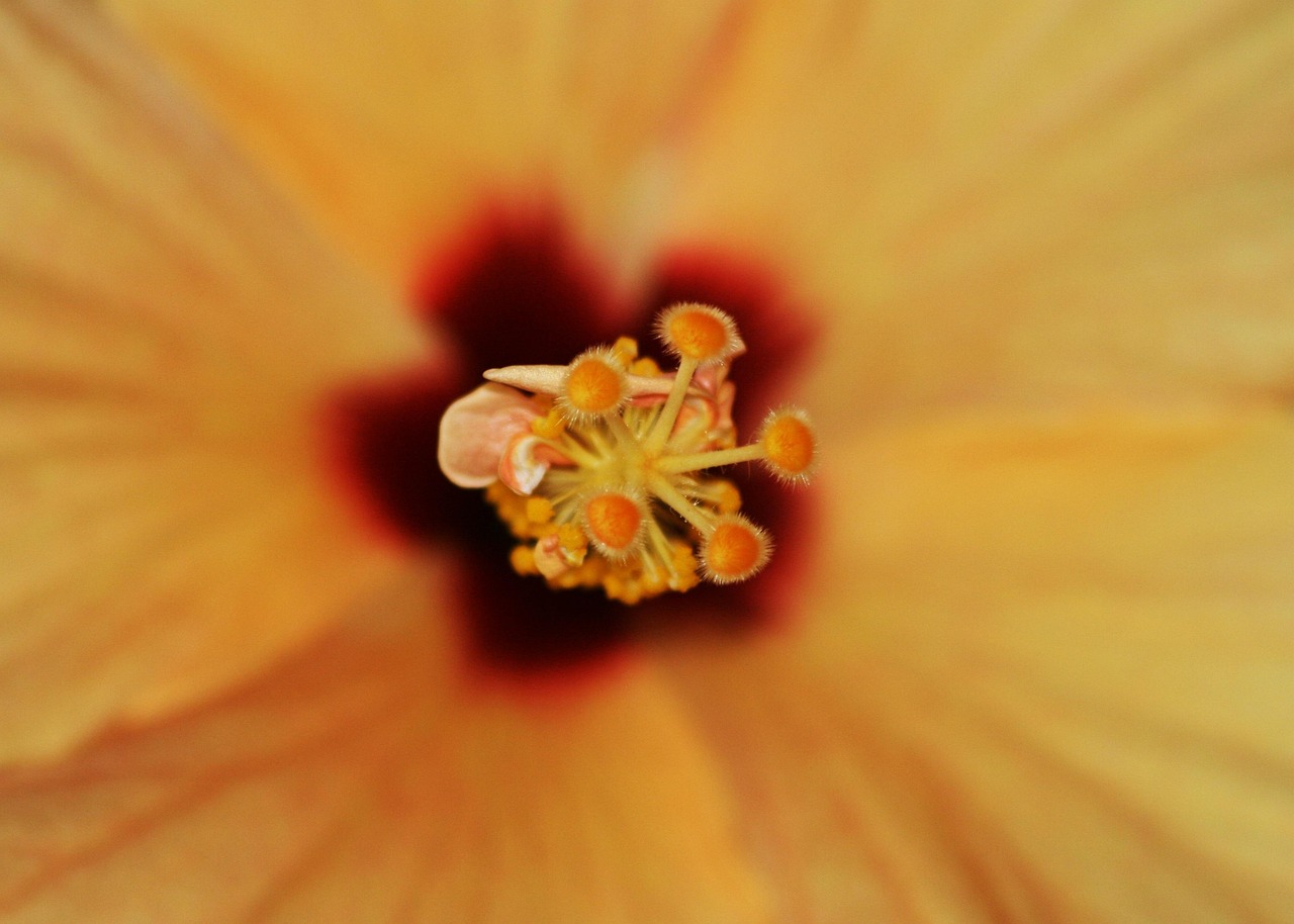 Hollyhock Bunga Putik Alam - Foto gratis di Pixabay - Pixabay