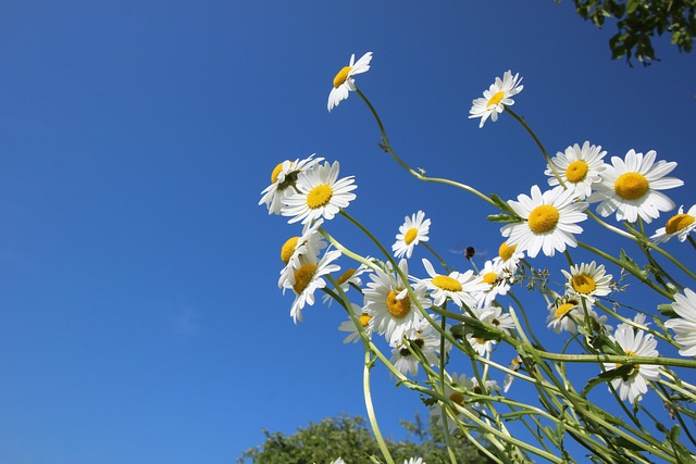 Daisies Flower Spring - Free photo on Pixabay