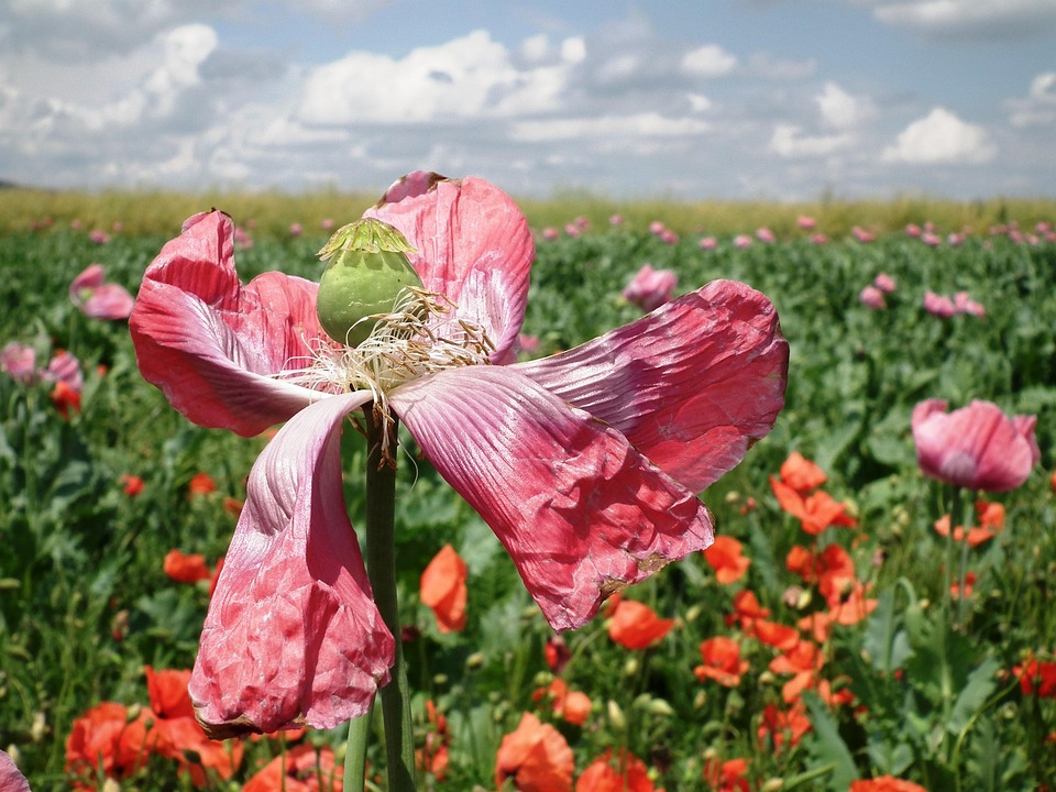 Opium Kapsul Biji Poppy Merah - Foto gratis di Pixabay - Pixabay