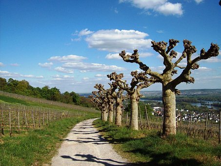 60+ Free Rüdesheim & Rhine Images - Pixabay