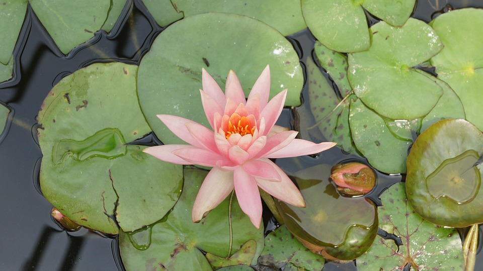 Lily Air Bunga Kolam - Foto gratis di Pixabay - Pixabay