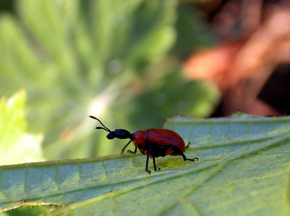 Beetle Leaf Roller Hazel - Free photo on Pixabay - Pixabay