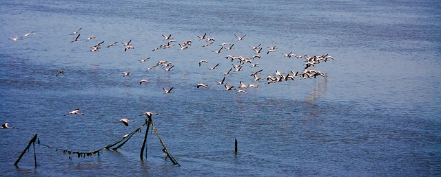 Flamingos Flock Flocking - Free photo on Pixabay - Pixabay