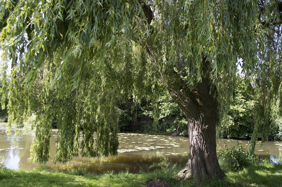 Tree Water River - Free photo on Pixabay - Pixabay