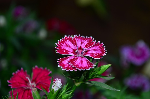 Dianthus Bunga Mekar Merah - Foto gratis di Pixabay - Pixabay