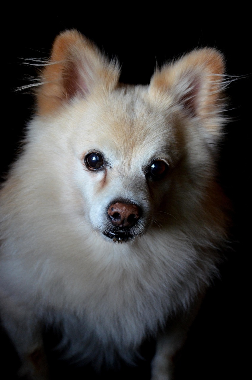 Anjing Peliharaan Moncong - Foto gratis di Pixabay - Pixabay