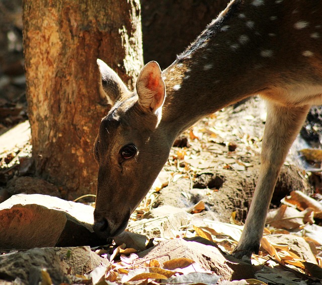 Deer Face Animal - Free photo on Pixabay - Pixabay