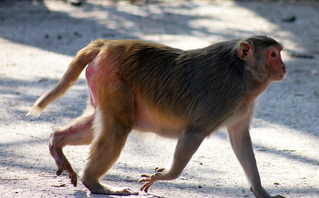 8,000+ Free Fat Monkey & Monkey Images - Pixabay