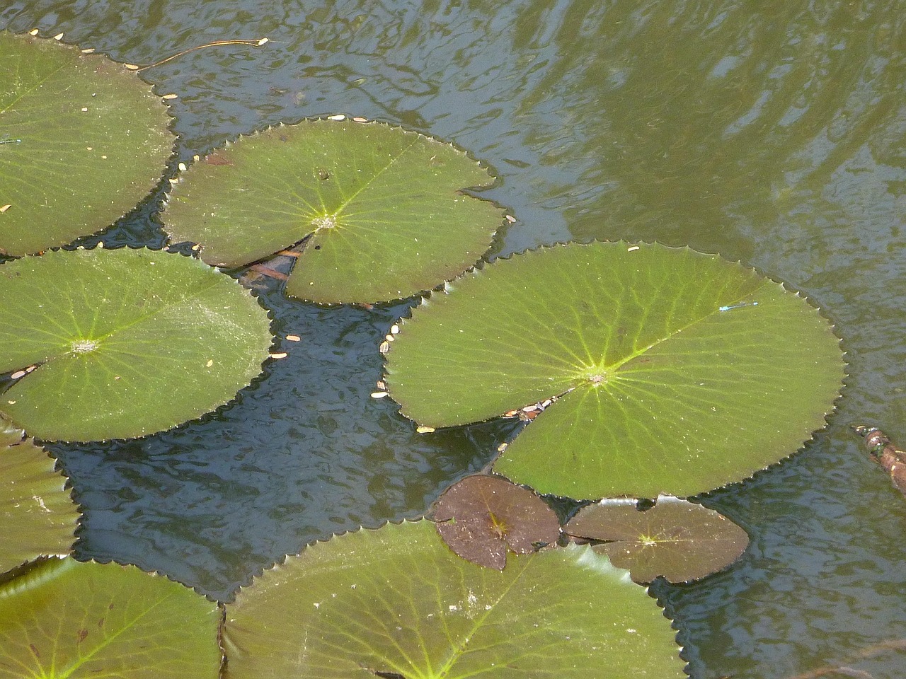 Lily Pads Lotus Leaves - Free photo on Pixabay