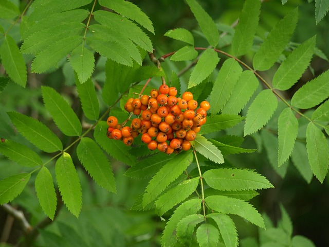 Rowan Rowanberry Berry - Free photo on Pixabay - Pixabay