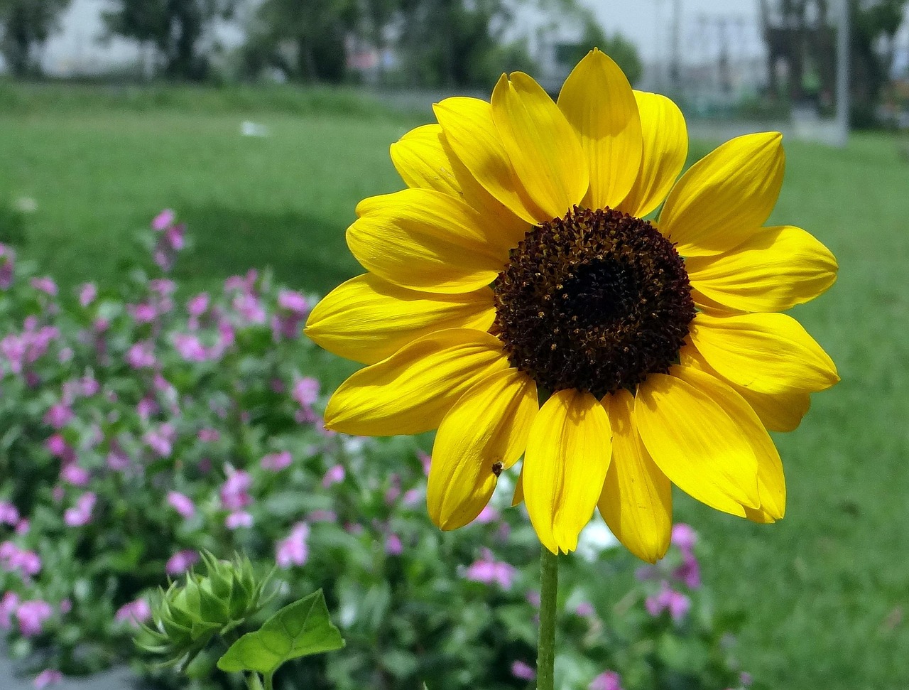 Sunflower Ornamental Macro - Free photo on Pixabay - Pixabay