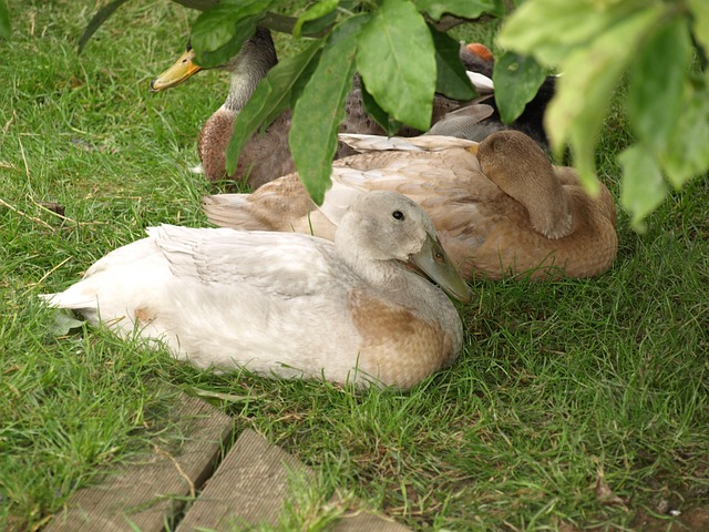 Canards Domestiques - Photo gratuite sur Pixabay - Pixabay
