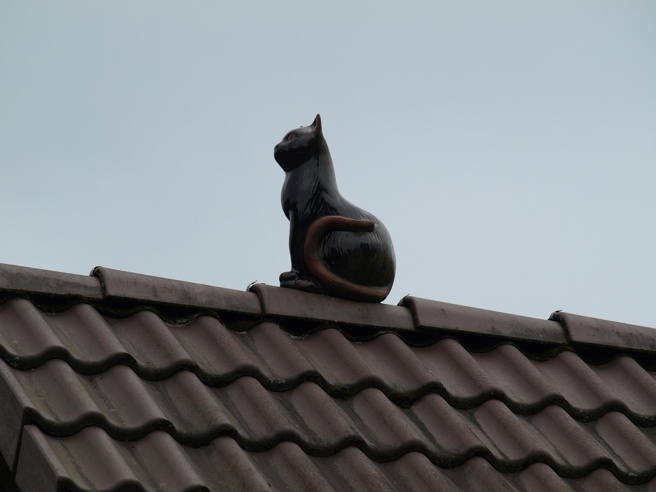 Cat Deco Roof - Free photo on Pixabay - Pixabay