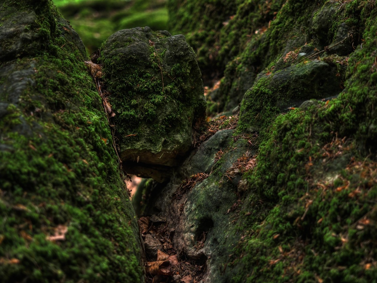 Suelo Del Bosque Musgo - Foto gratis en Pixabay - Pixabay